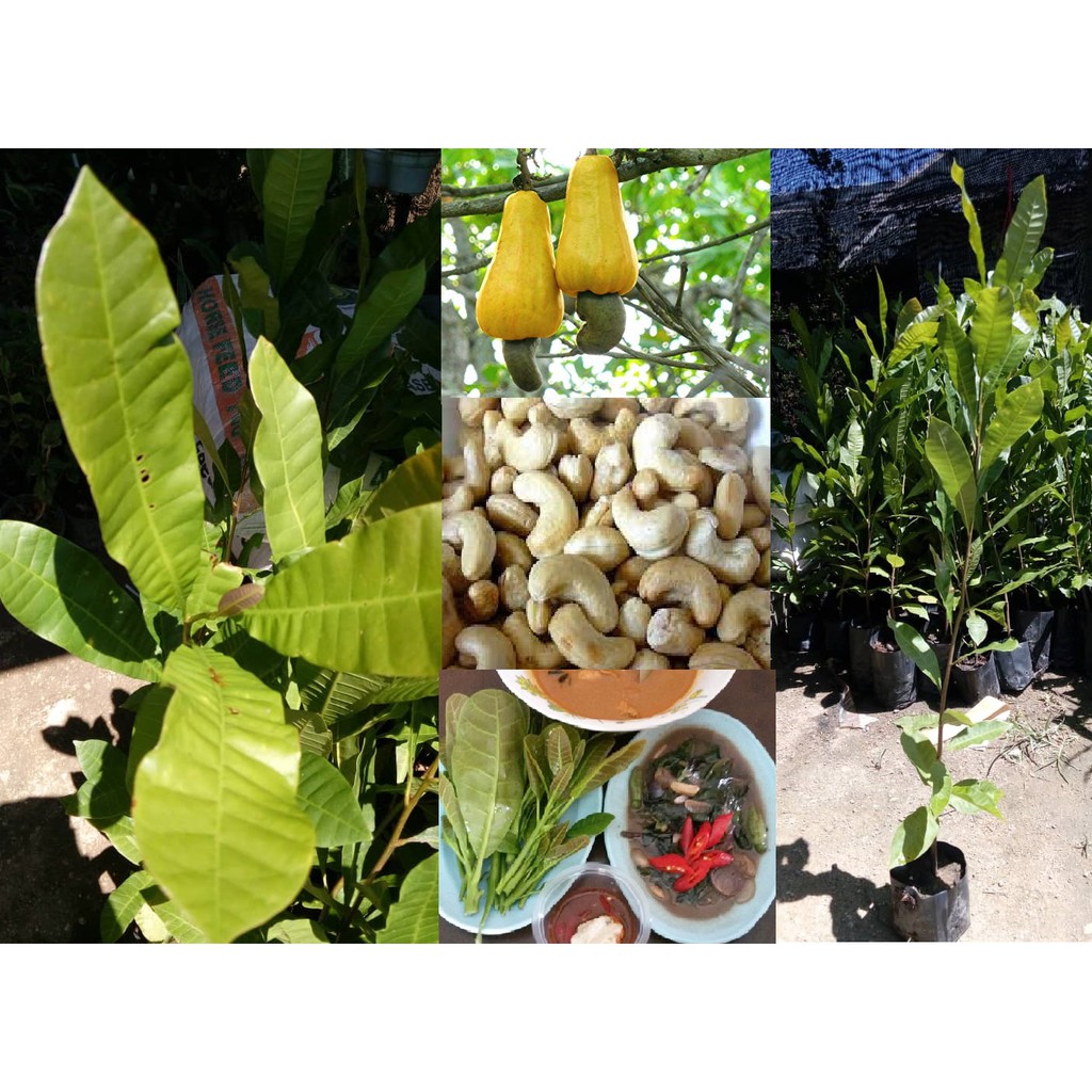 ANOR - Anak Pokok Ketereh (Anacardium occidentale sapling)/gajus ...