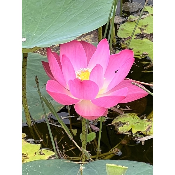 Lotus Live plant Teratai hidup Tuber Aquatic Flower Pokok bunga ...