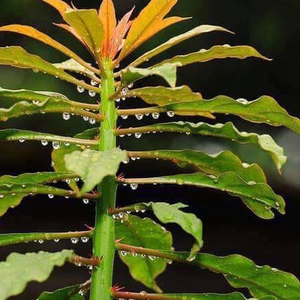 (READY STOCK) POKOK TUJUH DURI, DURI TUJUH, JARUM TUJUH BILAH (KERATAN ...