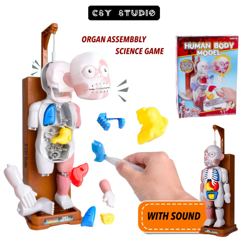 Science Human Body Model Organ Assembly Toys Scary Prank Game Sains ...