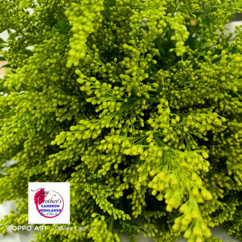 LB Solidago - Yellow (500 gram). Cameron Highlands Fresh Cut Flowers ...