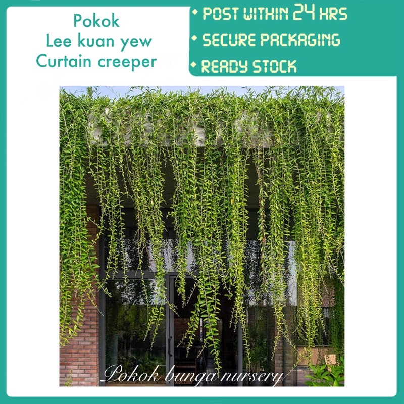 PBN - pokok lee kuan yew curtain creeper - pokok bunga nursery vernonia ...