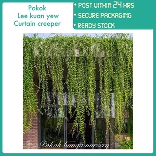 pokok bunga nursery, Online Shop | Shopee Malaysia