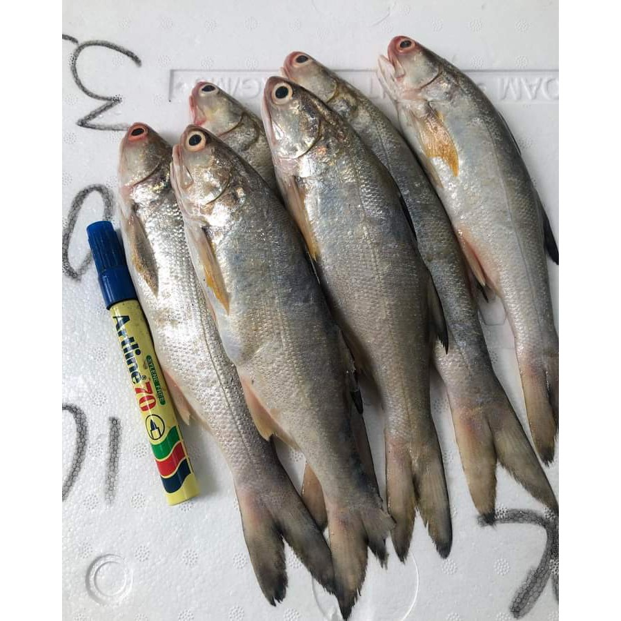 IKAN SENANGIN / THREADFIN WHOLE FISH (FRESH) | Shopee Malaysia