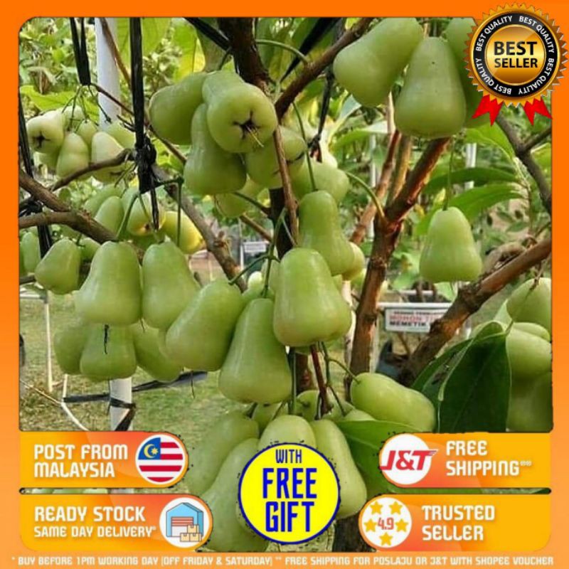 Pokok Jambu Hijau 🔥 | Shopee Malaysia
