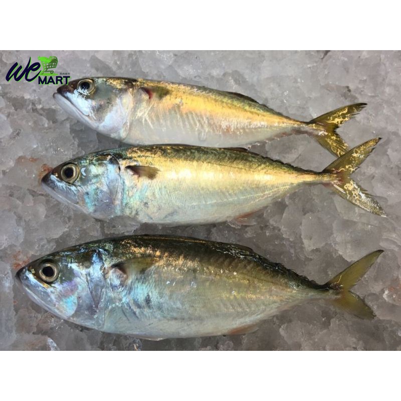 11 Fish Kembong Batu 13/15 Ekor/吧肚 | Shopee Malaysia
