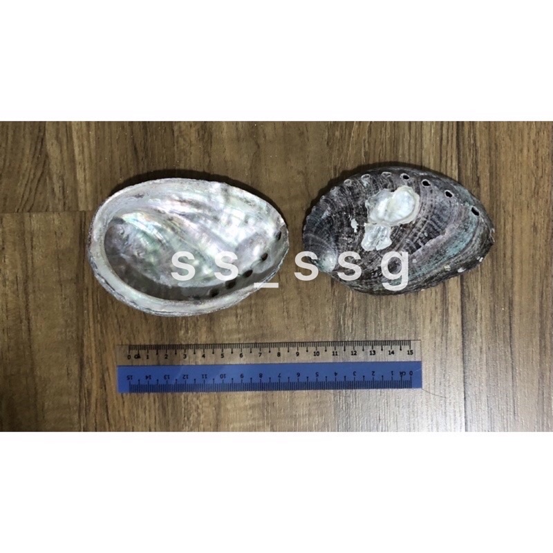 small abalone shell burner 鲍鱼贝壳 | Shopee Malaysia