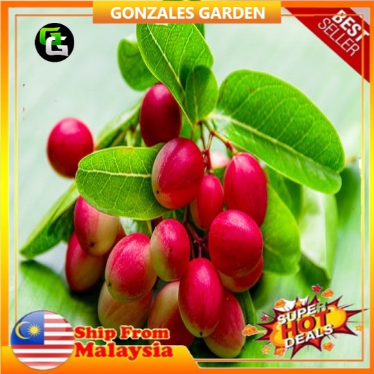 Anak Pokok Asam Renda Pokok Rare Import Dari Thailand | Shopee Malaysia