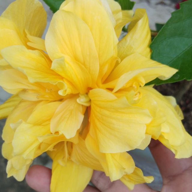 Pokok bunga raya berlapis (kuning) | Shopee Malaysia
