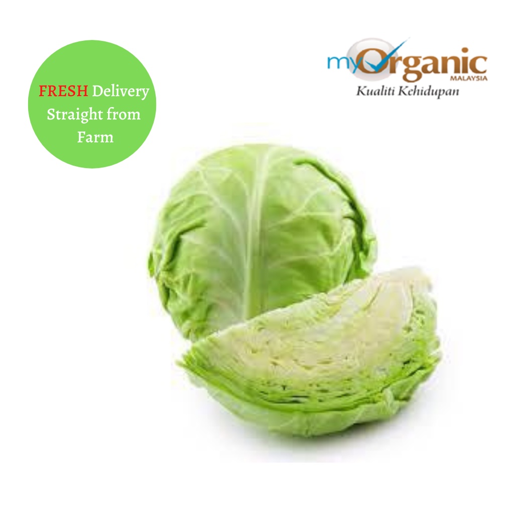 Organic Cabbage Cameron Highlands 500gm± 金马仑有机包菜 | Shopee Malaysia