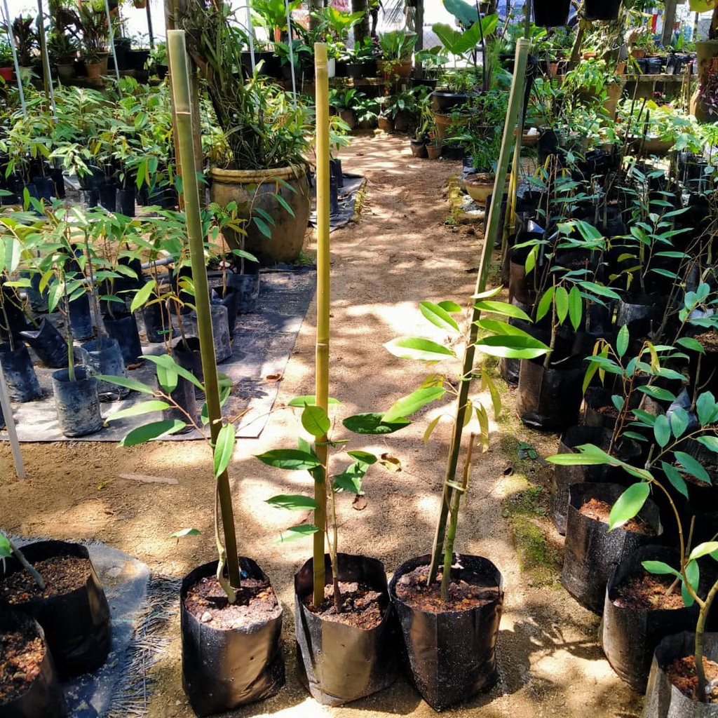 [buluh pancang] 20 batang 50 cm Bamboo Stand / Food StikReady Stock ...