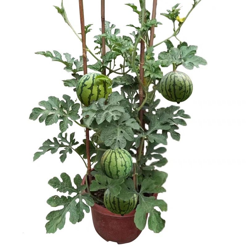 Honey Mini Watermelon Four Seasons Red Potted Watermelon seeds/蜂蜜迷你红西瓜籽 ...