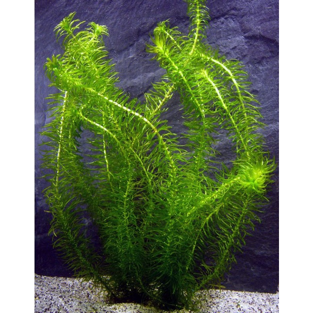 FRESH Egeria Najas | (SUBMERGED) | Rumpai Air Segar | Tanaman Aquascape ...
