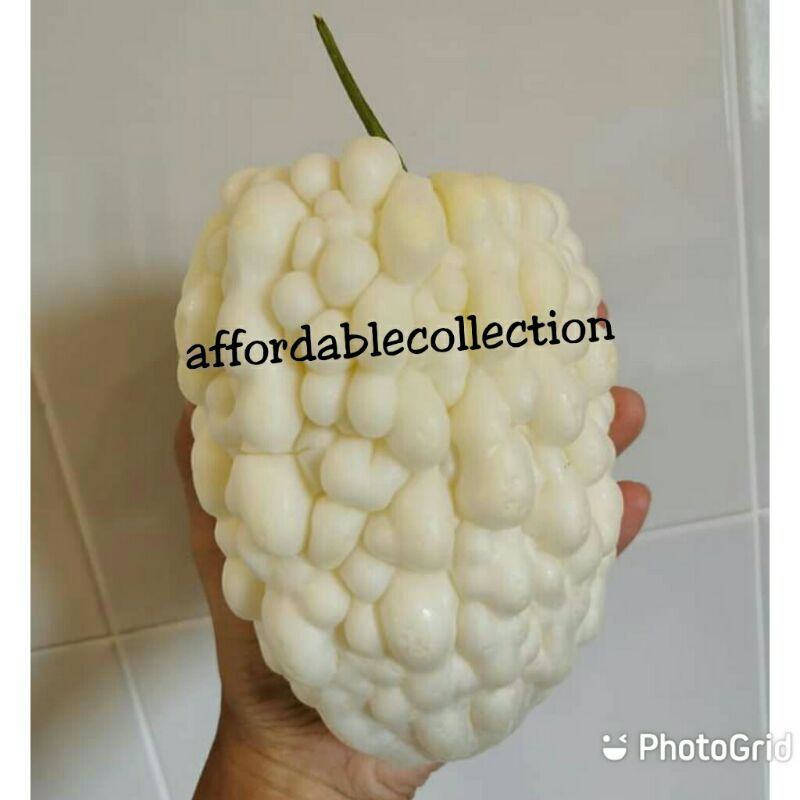 (Seed) White Bitter Gourd Vegetable Seed / Biji Benih Peria Putih ...