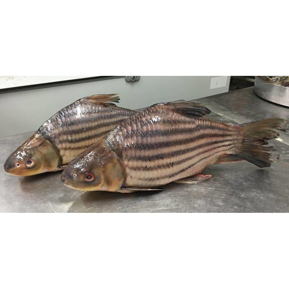 IPOH SEAFOOD - IKAN TEMOLEH / 国宝鲤，独目鲤 7kg+- FROM PAHANG, free Delivery ...
