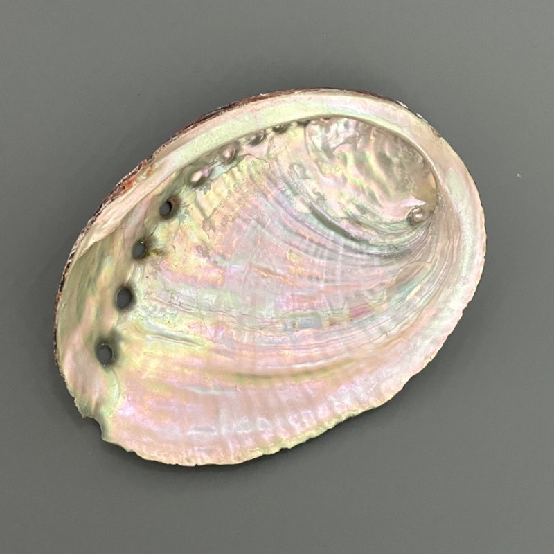 Australian Abalone Shell Green (Medium size) | Shopee Malaysia