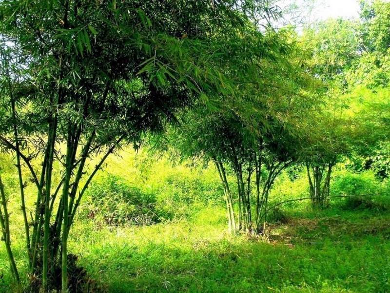 Anak Pokok Buluh Madu Untuk Rebung | Shopee Malaysia
