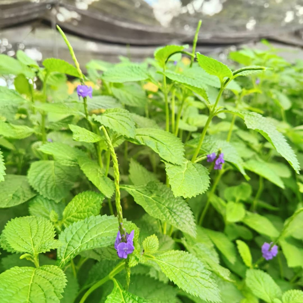 MOVEE - Real live plant [Stachytarpheta jamaicensis]Pokok Pecut Kuda ...