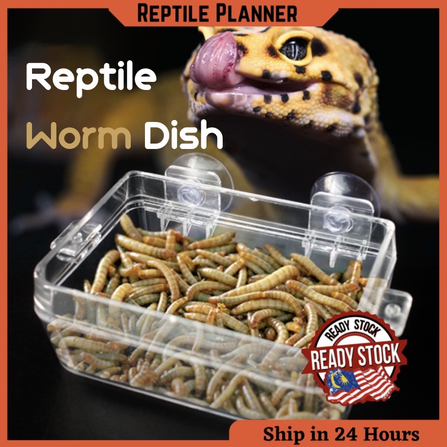 Reptile Worm Dish Feeder Feeding Food Water Bowl Plate Anti-escape ...