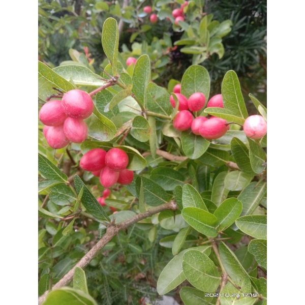 Anak Pokok Asam Renda Polybag | Shopee Malaysia