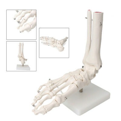 [Ready Stock] Foot Joint Model Life-size Human Medical Anatomical Study ...