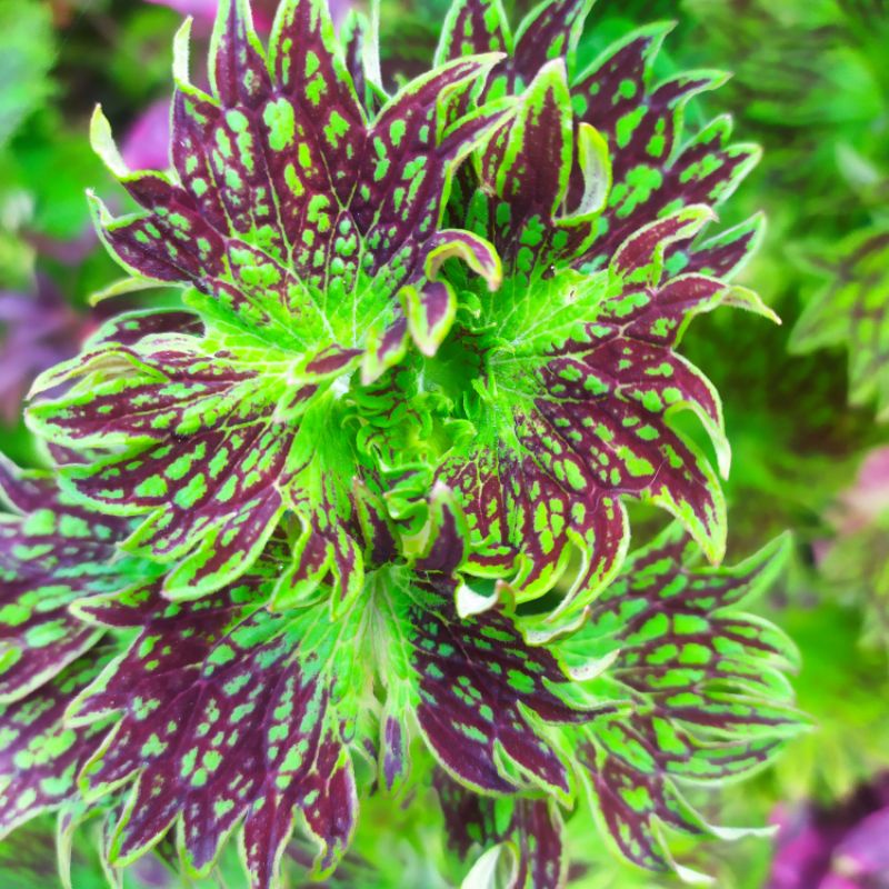 Coleus Plant (Pokok Ati-Ati) - Fishnet Stocking | Shopee Malaysia