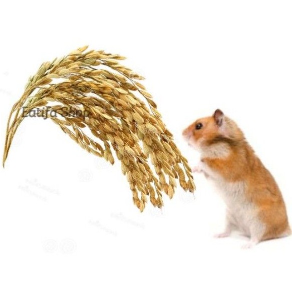 Dried Paddy Stalks 50g / Tangkai Padi Kering 50g (19-25 stalks/pcs ...