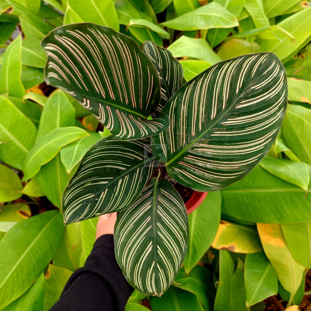 ANOR - Calathea Ornata ‘Sanderiana’ live indoor plant / Anak pokok ...