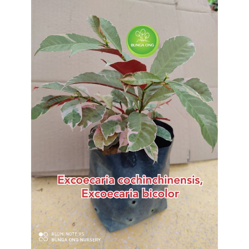 Excoecaria cochinchinensis, Excoecaria bicolor(Real Plant) | Shopee ...