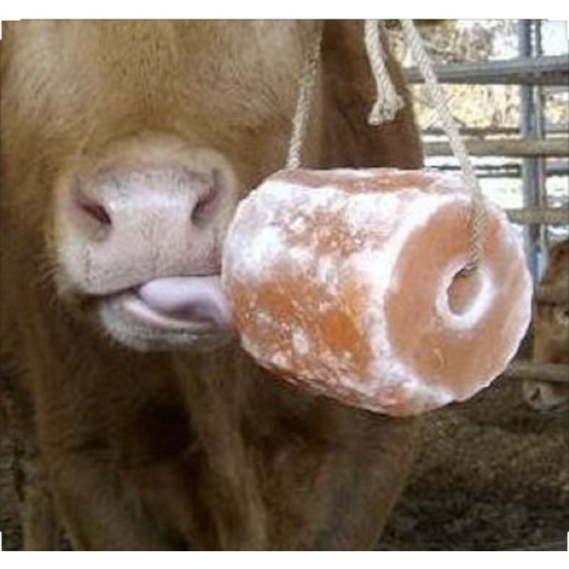 MINERAL BLOCK GARAM JILAT LEMBU/KAMBING/RUSA/KUDA Soak Salt SIZE M 2KG ...