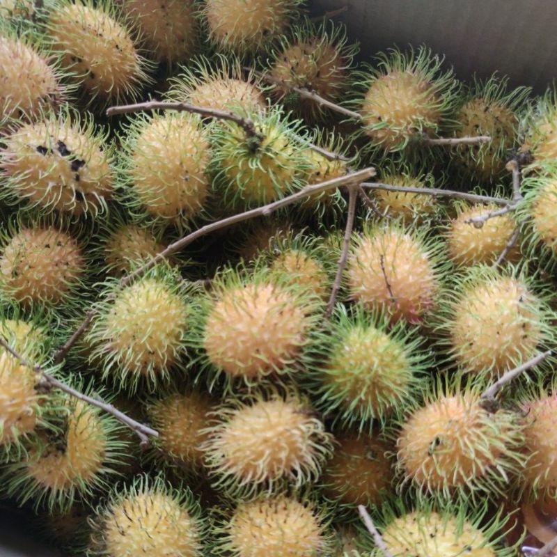 rambutan kuning segar | Shopee Malaysia