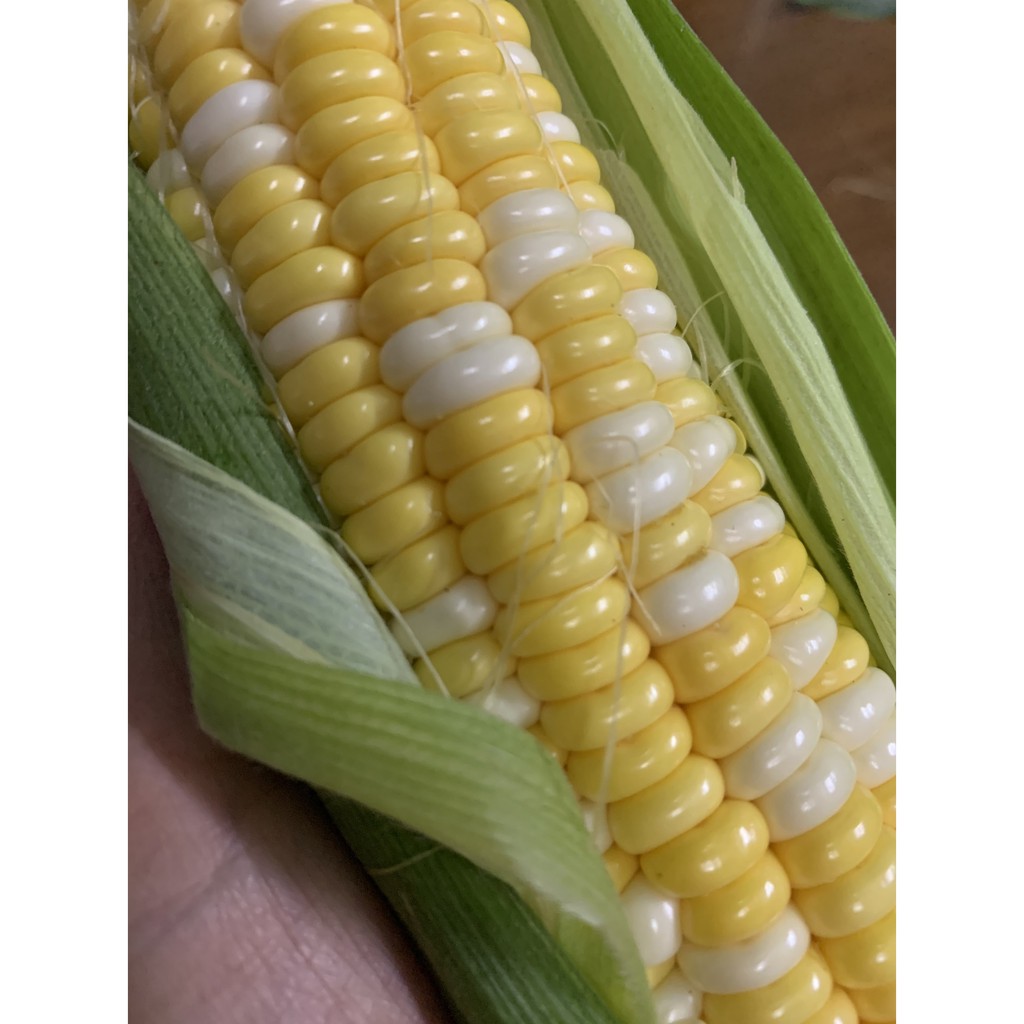 100% Cameron Highlands Pearl Sweet Corn 正宗金马伦黄白珍珠玉米. | Shopee Malaysia