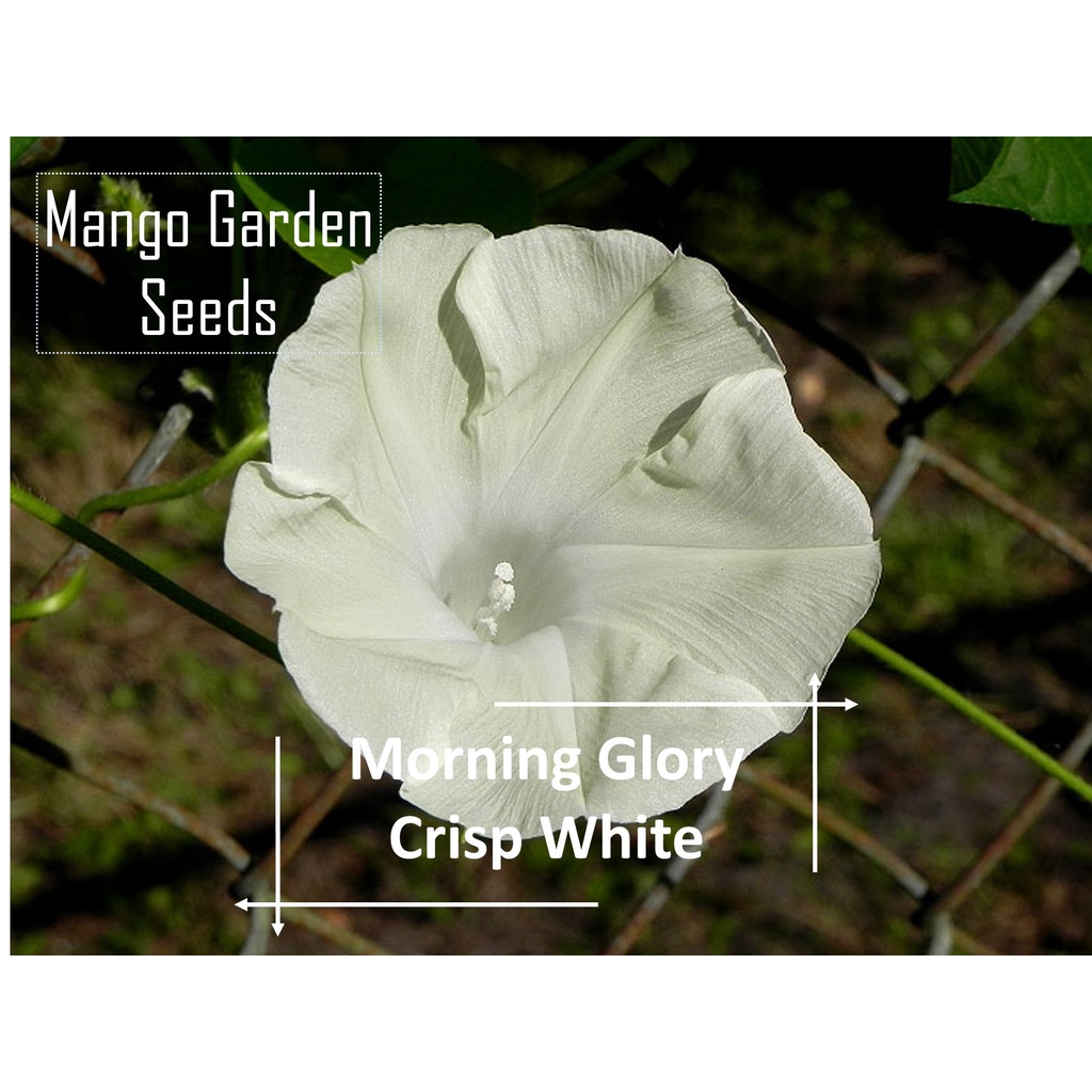 Crisp White Morning Glory Seeds - 3 Seed *Pot Friendly* Tanam Pasu ...