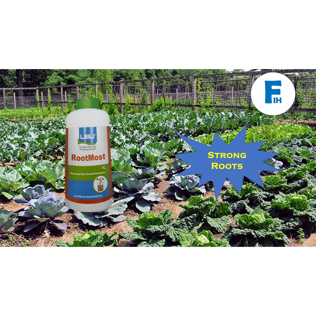 Seaweed Root Growth Promoter – RootMost (1L) | Shopee Malaysia