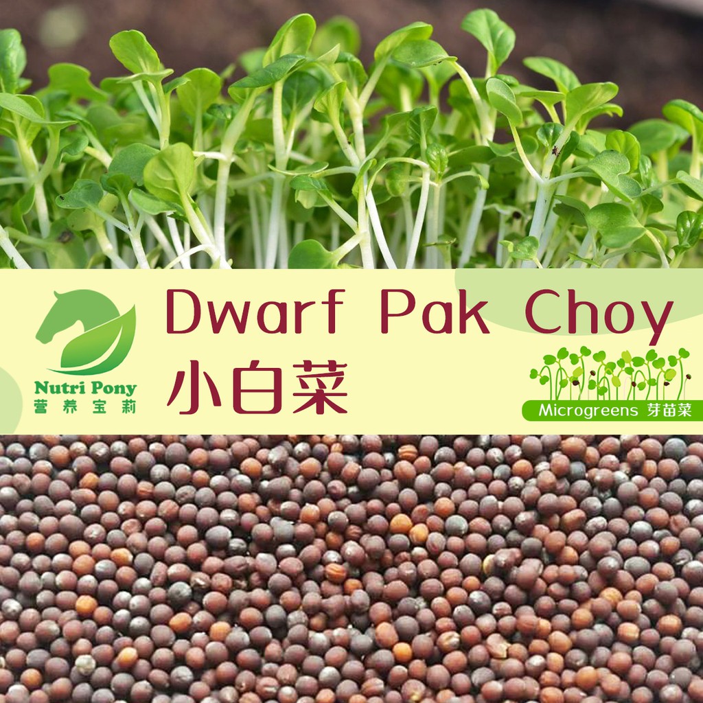 50 Grams Dwarf Pak Choy Microgreens Seeds Non-GMO 小白菜芽苗菜种子 Biji Benih ...