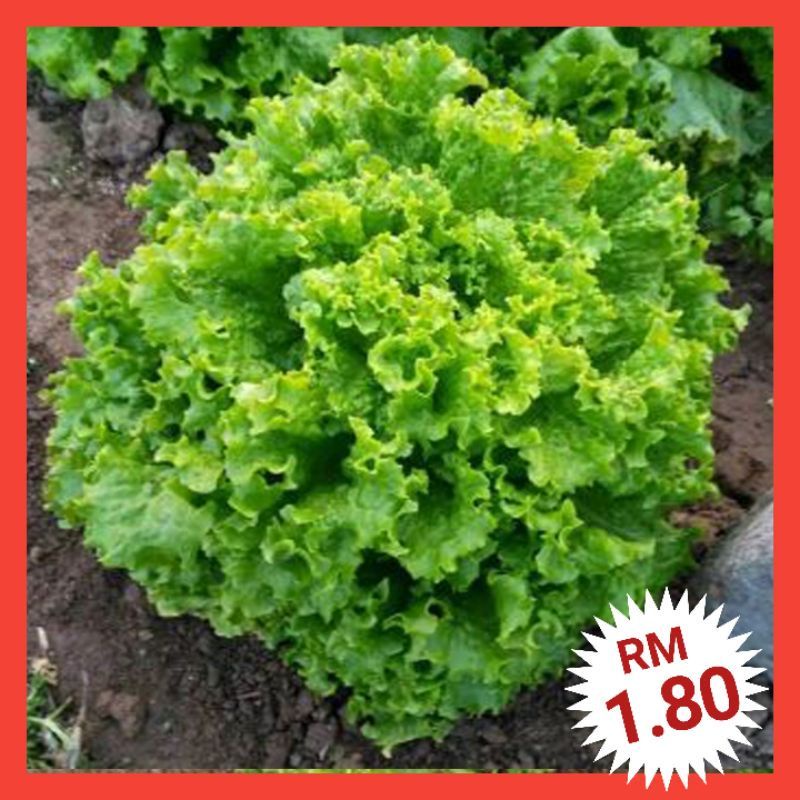 Lettuce Seeds 300 Biji Benih Salad Green Coral Lettuce Seeds