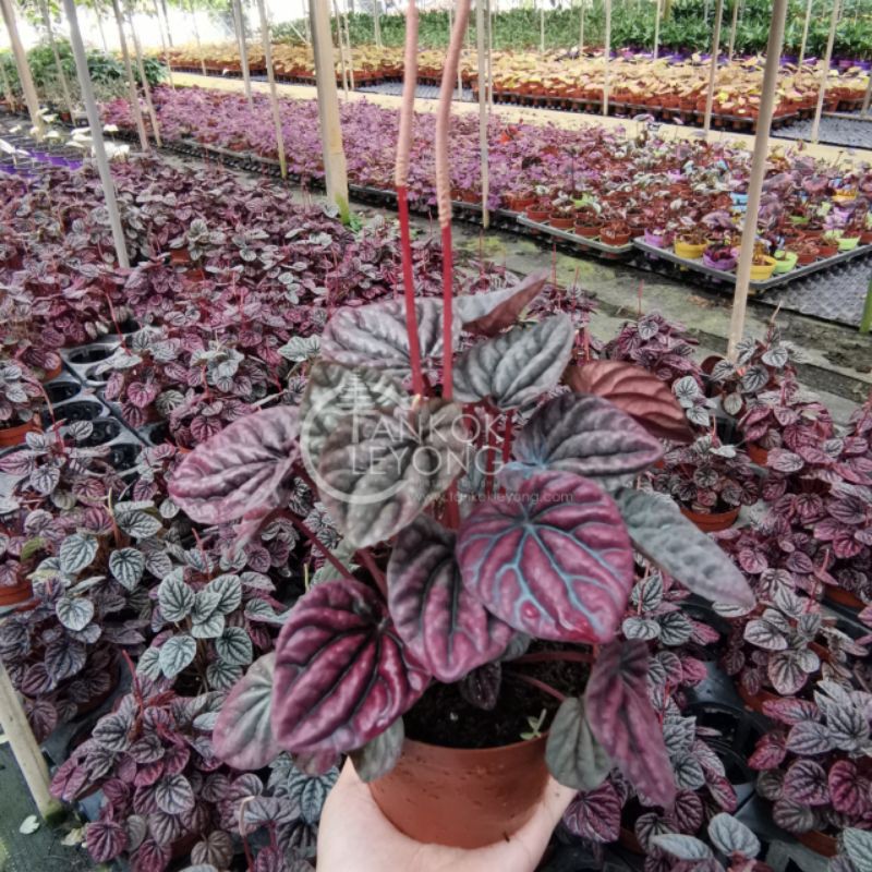 TKL - Peperomia Caperata Burgundy/Emerald/Green/Obtusifolia Variegated ...