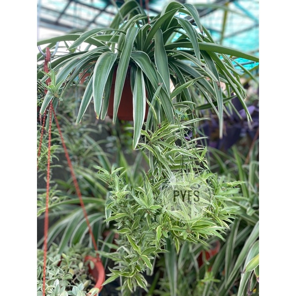 Spider Plant Baby / Anak Pokok Spider Plant | Shopee Malaysia