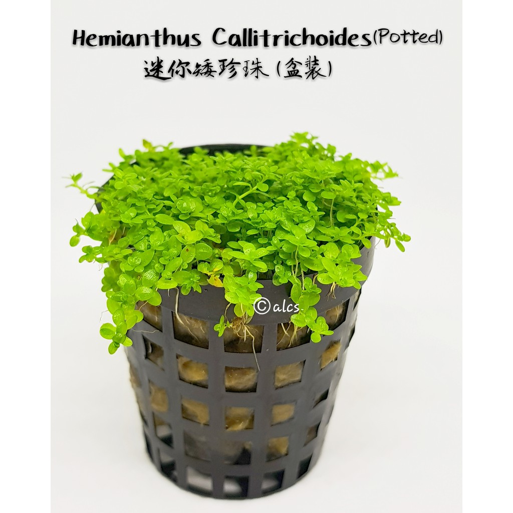 Hemianthus Callitrichoides 'Cuba' (HC) - Carpet Plant - Aquatic Plant ...