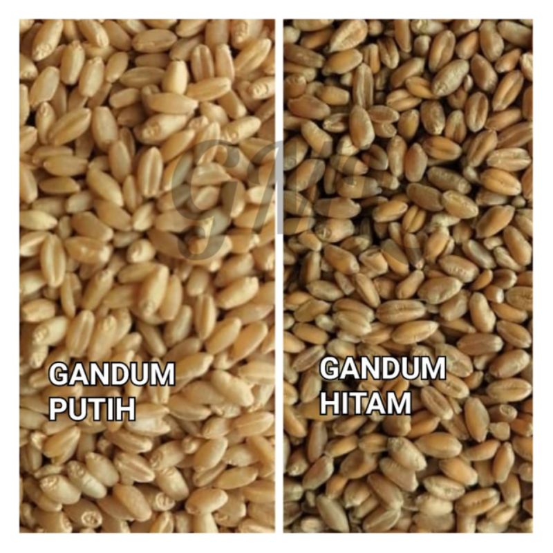 Biji Gandum Bersih 25kg / White Clean Wheat Grain Seed / Makanan Haiwan ...