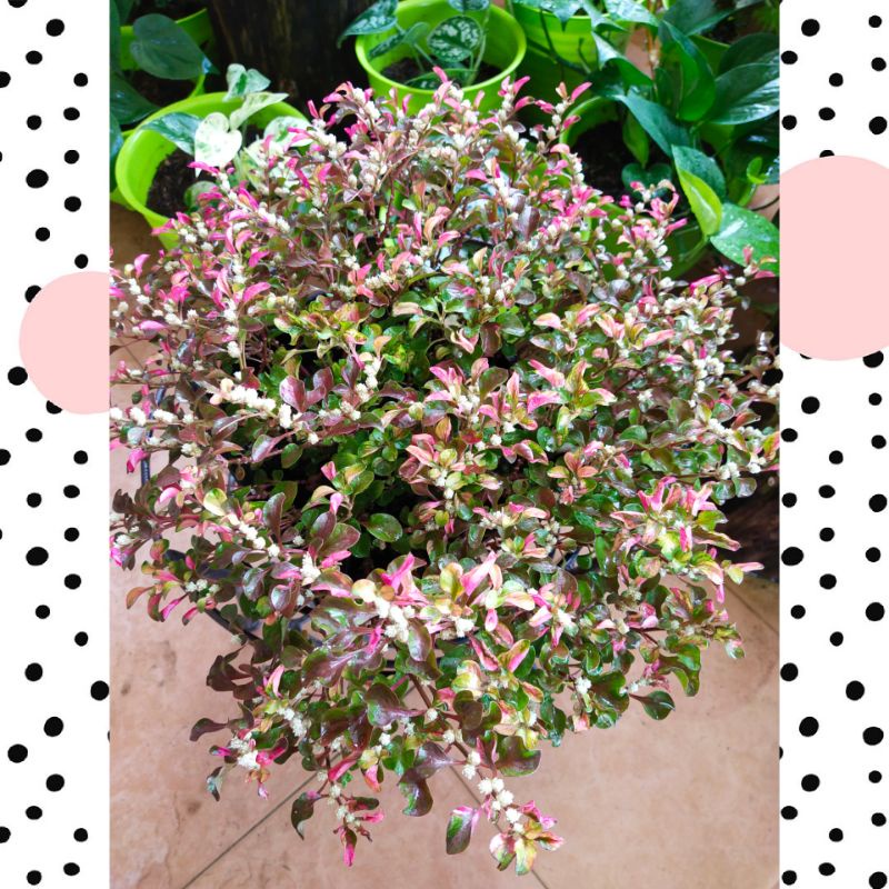 🦋Alternanthera Ficoidea🦋Hiasan Laman🦋Lanskap🦋Anak Pokok | Shopee Malaysia