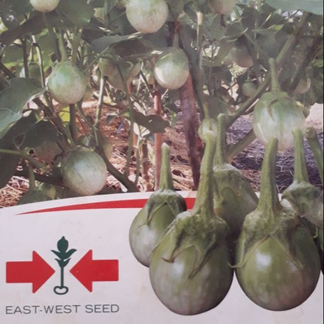 Anak Pokok Terung Ulam (bulat hijau) | Shopee Malaysia