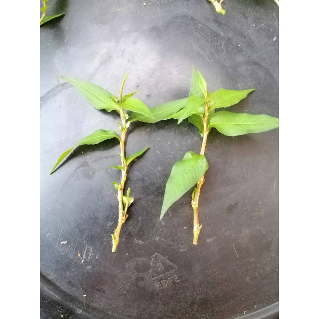 21 KERATAN / BENIH POKOK DAUN KESUM / CUTTING / KERATAN BATANG / 21 ...