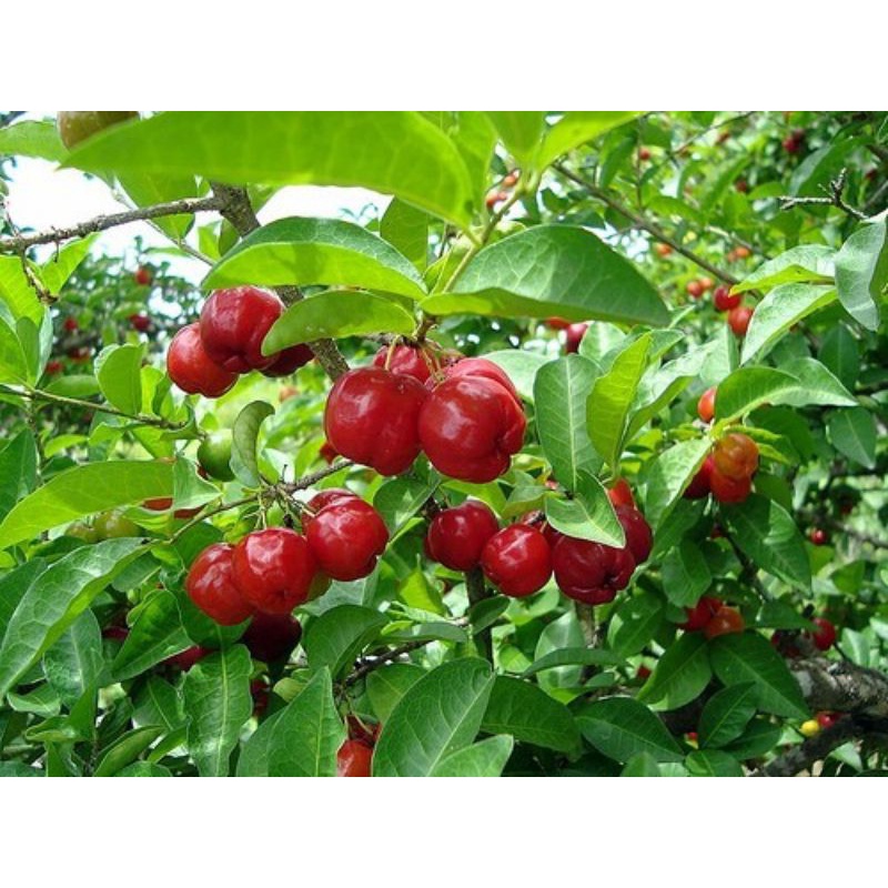 Pokok CHERRY Barbados {Sumber Makanan Kelulut} Cepat & Hebat Berbuah ...