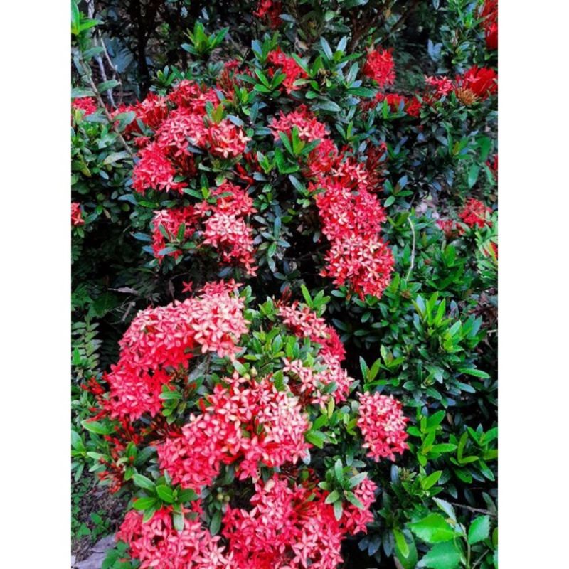 Anak pokok bunga Jejarum Merah (Red Ixora) | Shopee Malaysia