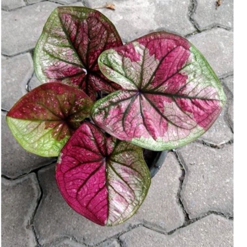 Keladi Ram Ruay /Caladium Ram Ruay(rare) | Shopee Malaysia