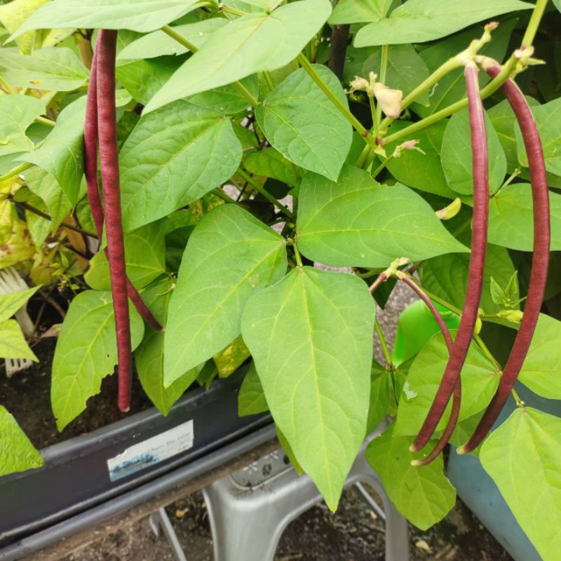 3 pcs benih kacang renek merah/red dwarf long bean sayur murah vege ...