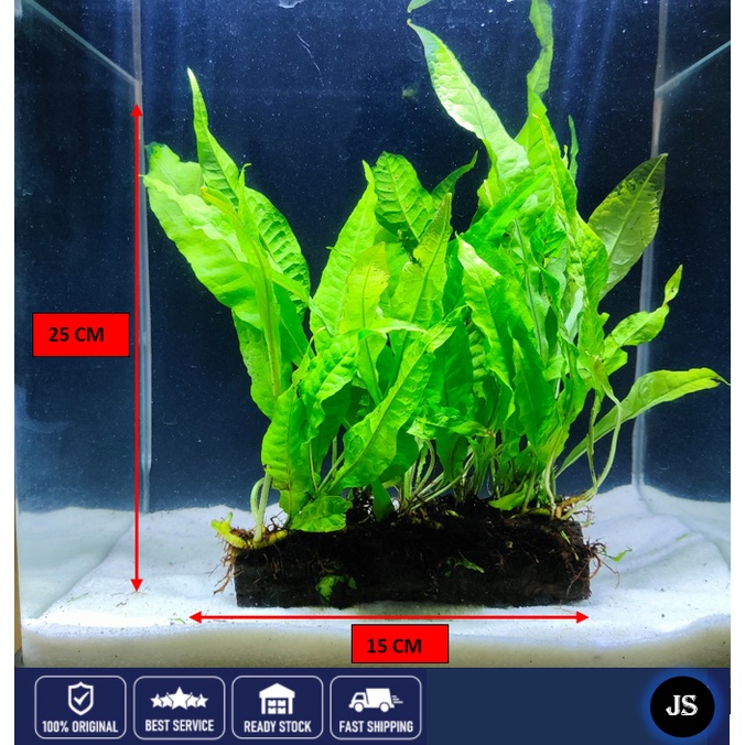 🔥Buy 3 Free 1🔥Anubias, Windelov & Java Fern Aquatic Live Plant (Anubias ...