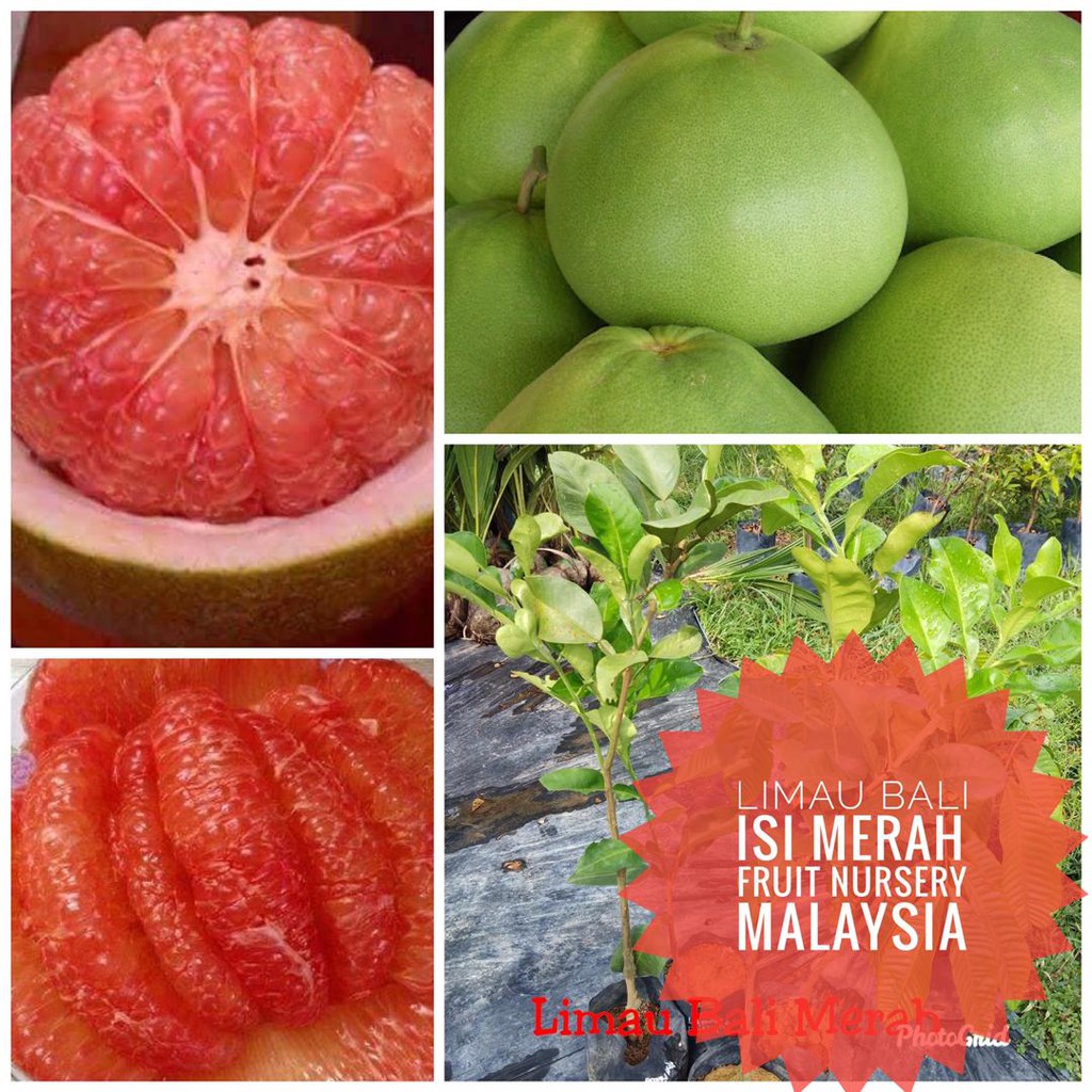 Anak pokok limau bali merah cepat berbuah hybrid-Fruit Nursery Malaysia ...