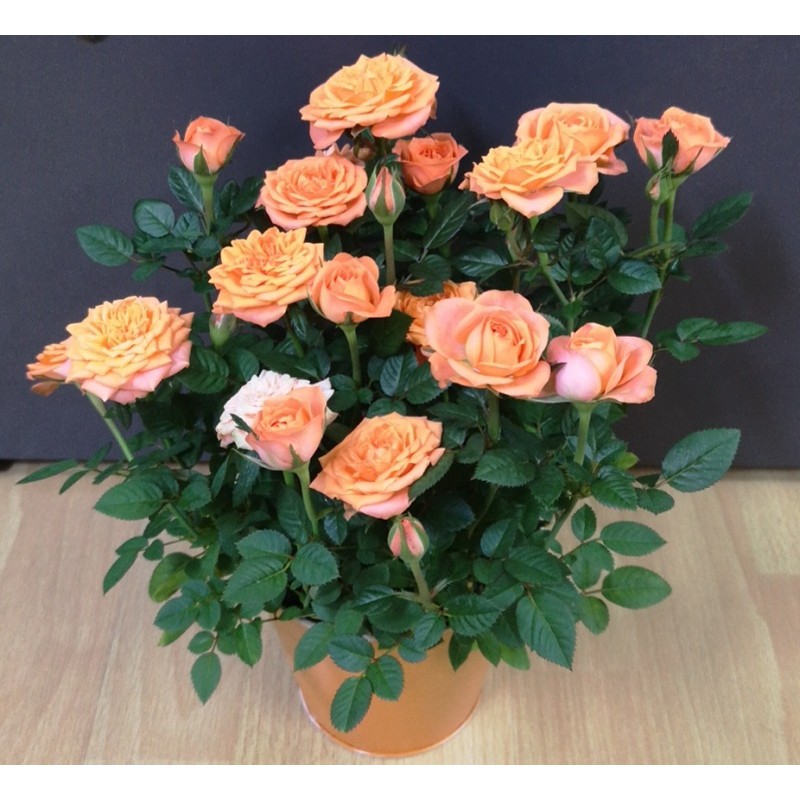 Real Plants Cameron Highlands Danish Roses P3 | Shopee Malaysia